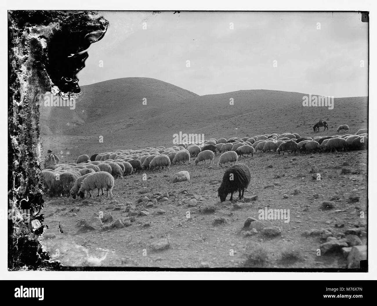 Sheep LOC matpc.10018 Stock Photo - Alamy