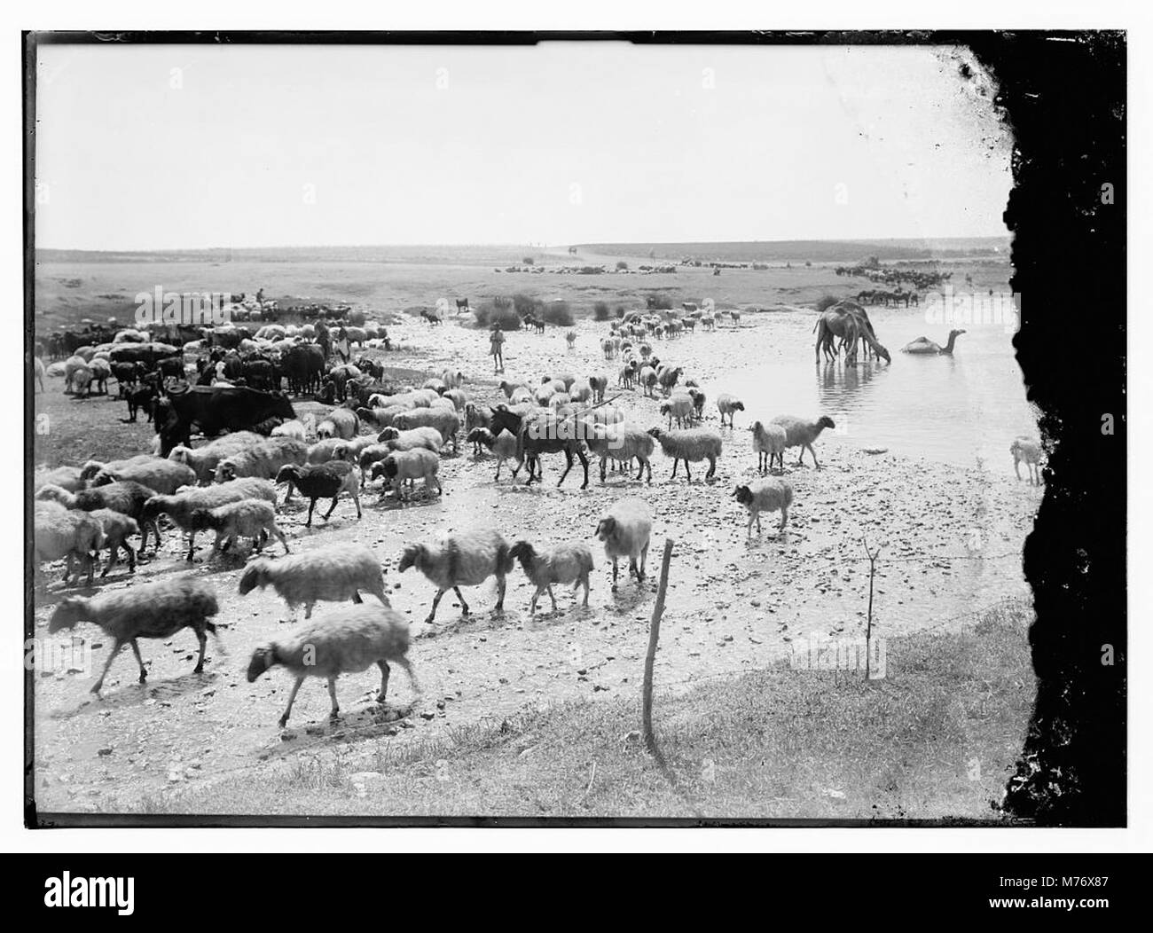 A photograph depicting a flock of sheep in a pastoral setting. This ...
