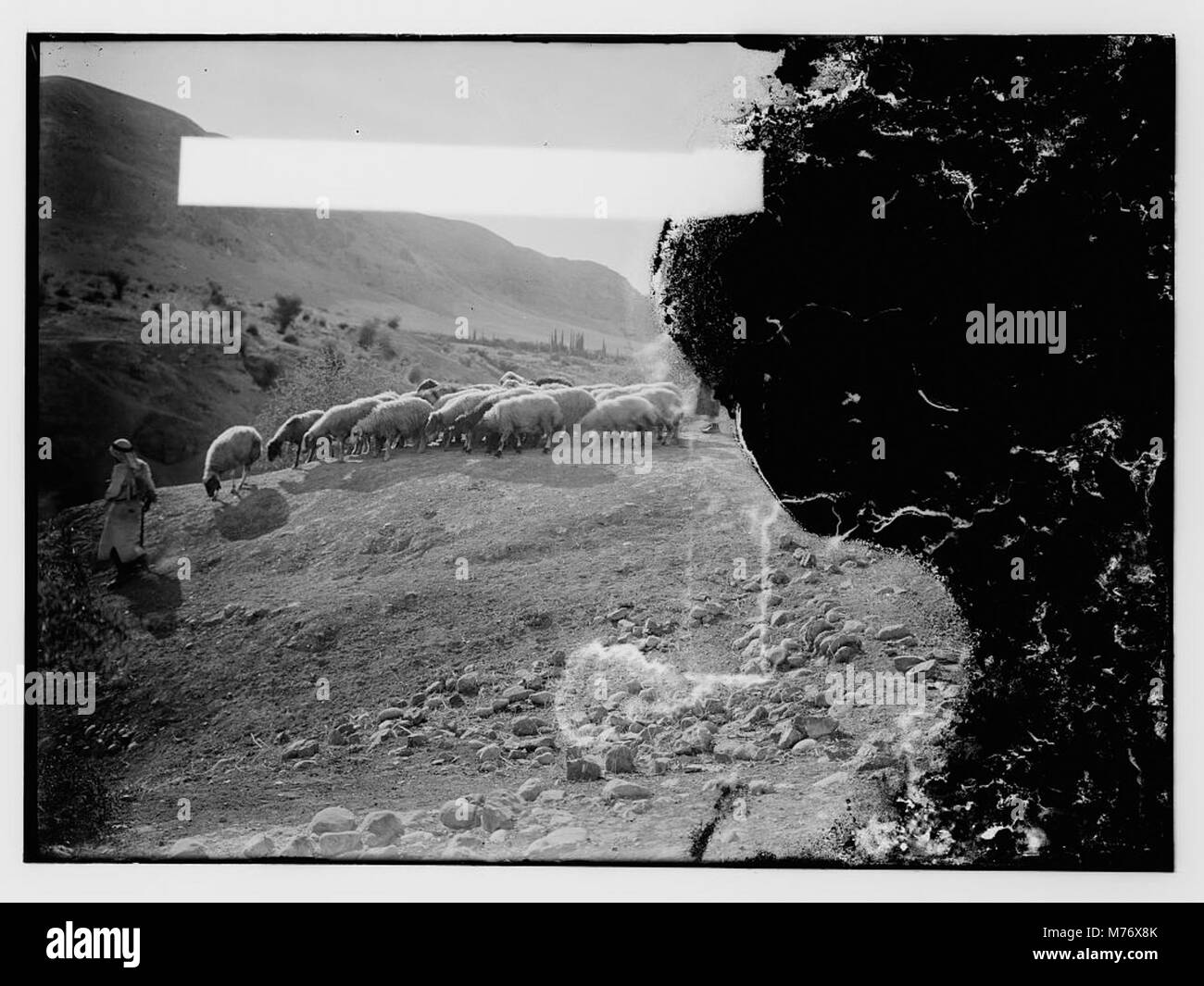 This image features a group of sheep, commonly associated with pastoral ...