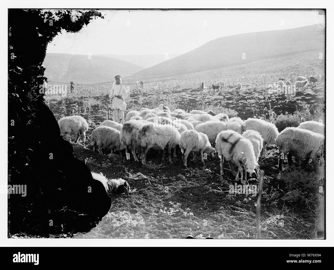 A photograph of a flock of sheep, showcasing their role in agriculture ...