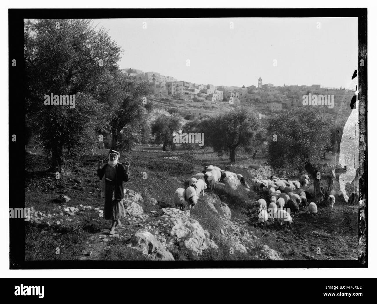 A photograph of a shepherd with sheep near Bethlehem, capturing the ...
