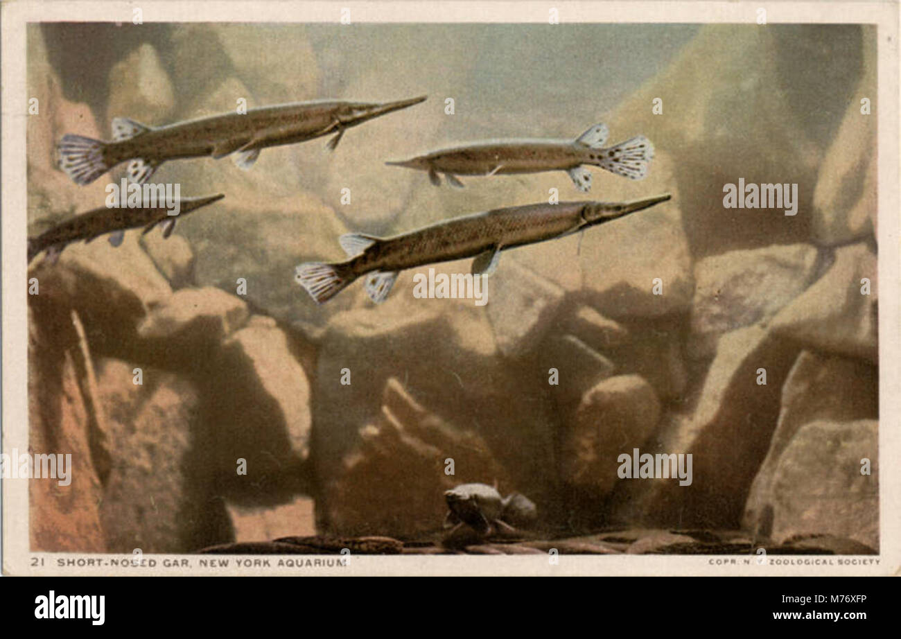 A Short-Nosed Gar, exhibited at the New York Aquarium and managed by ...