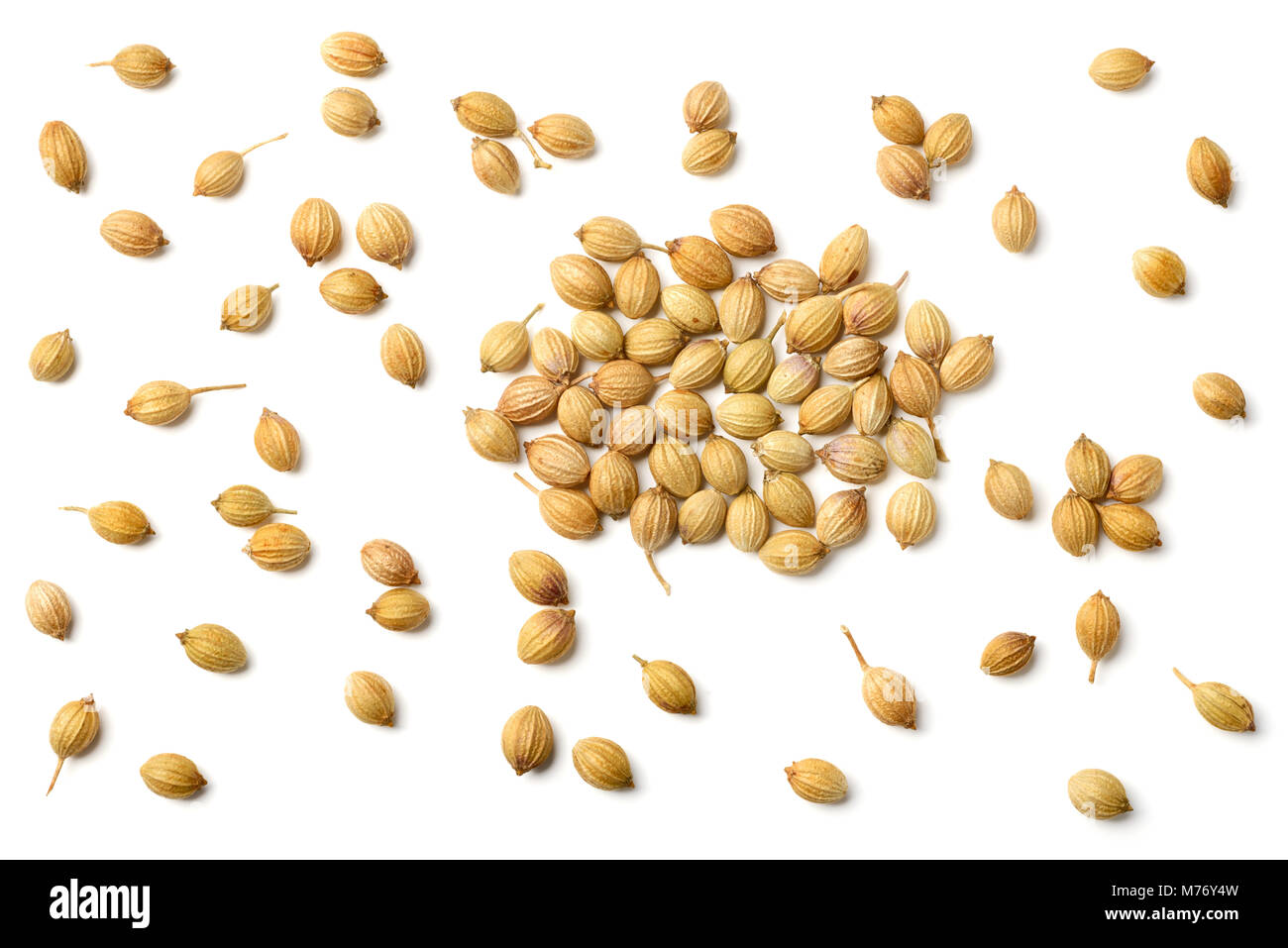 closeup of dried coriander seeds isolated on the white, top view Stock Photo - Alamy