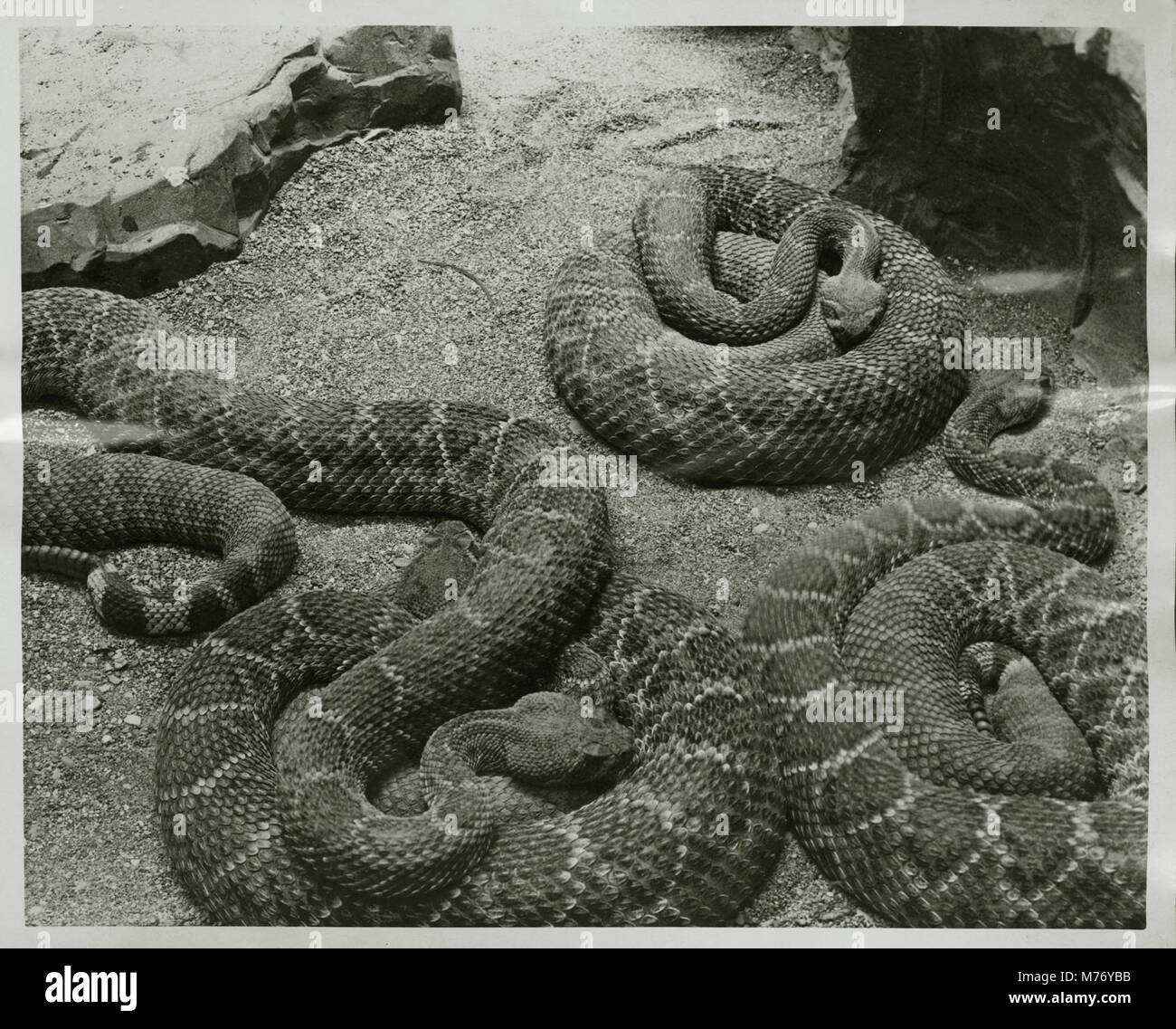 A photograph of various snake species at the Brookfield Zoo in ...