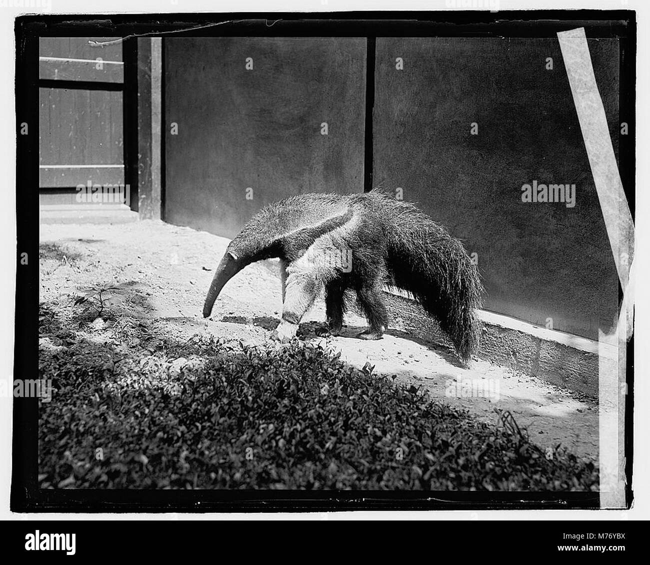 Ant eater Black and White Stock Photos & Images - Alamy