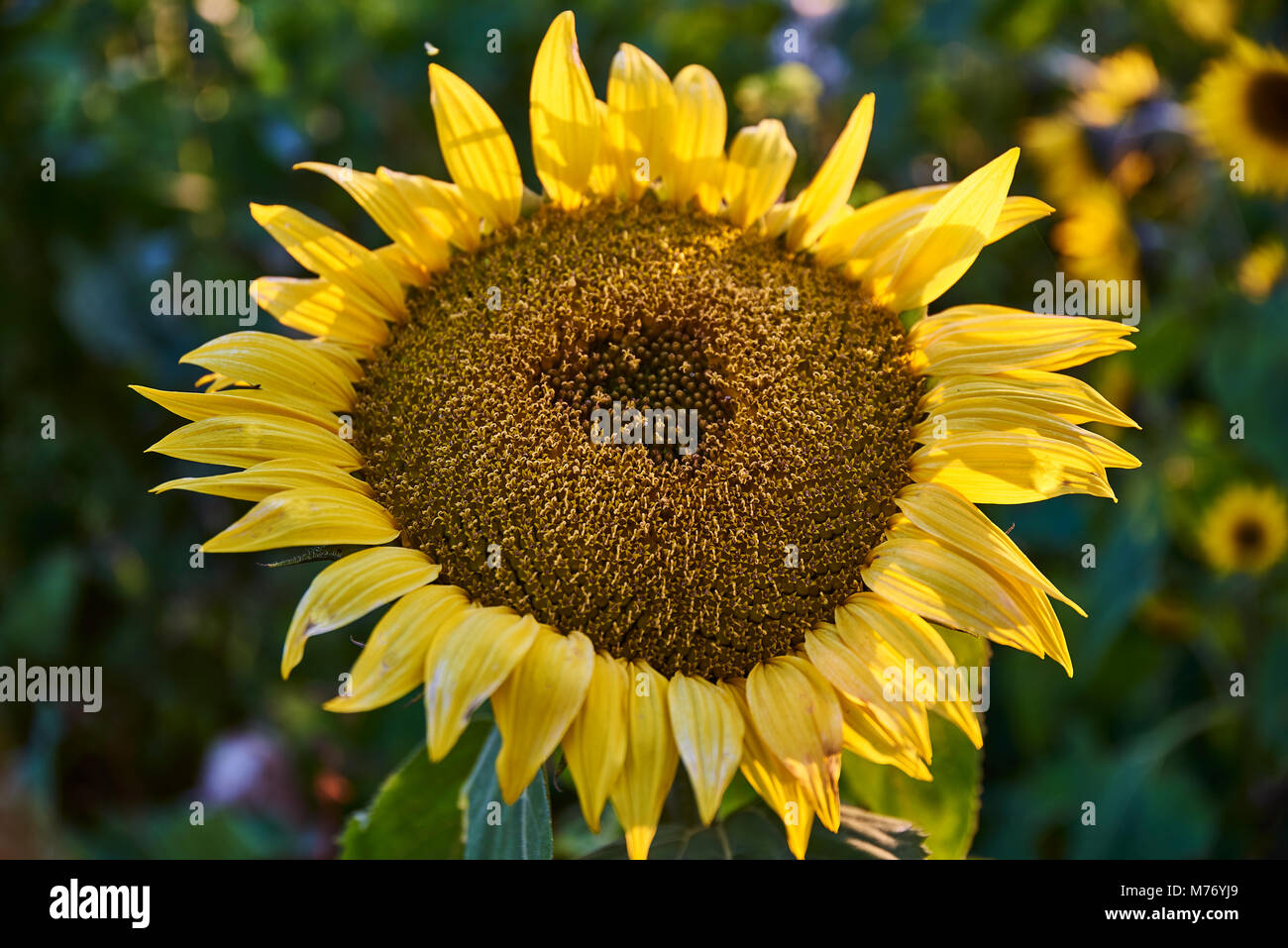 Sunflower in the setting sun golden flowers. Warm colours Stock Photo ...
