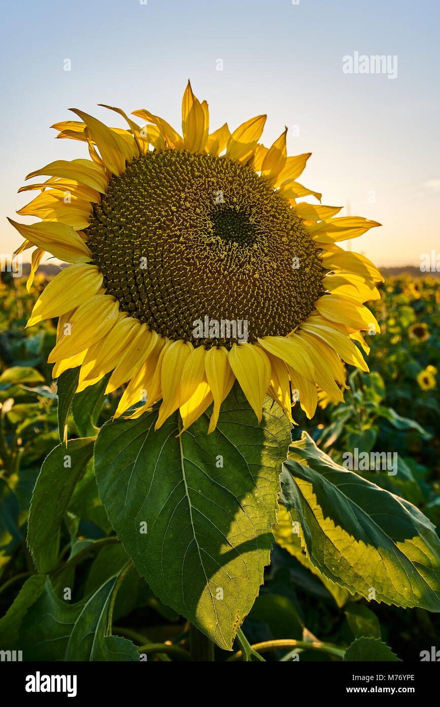 Sunflower in the setting sun golden flowers. Warm colours Stock Photo ...