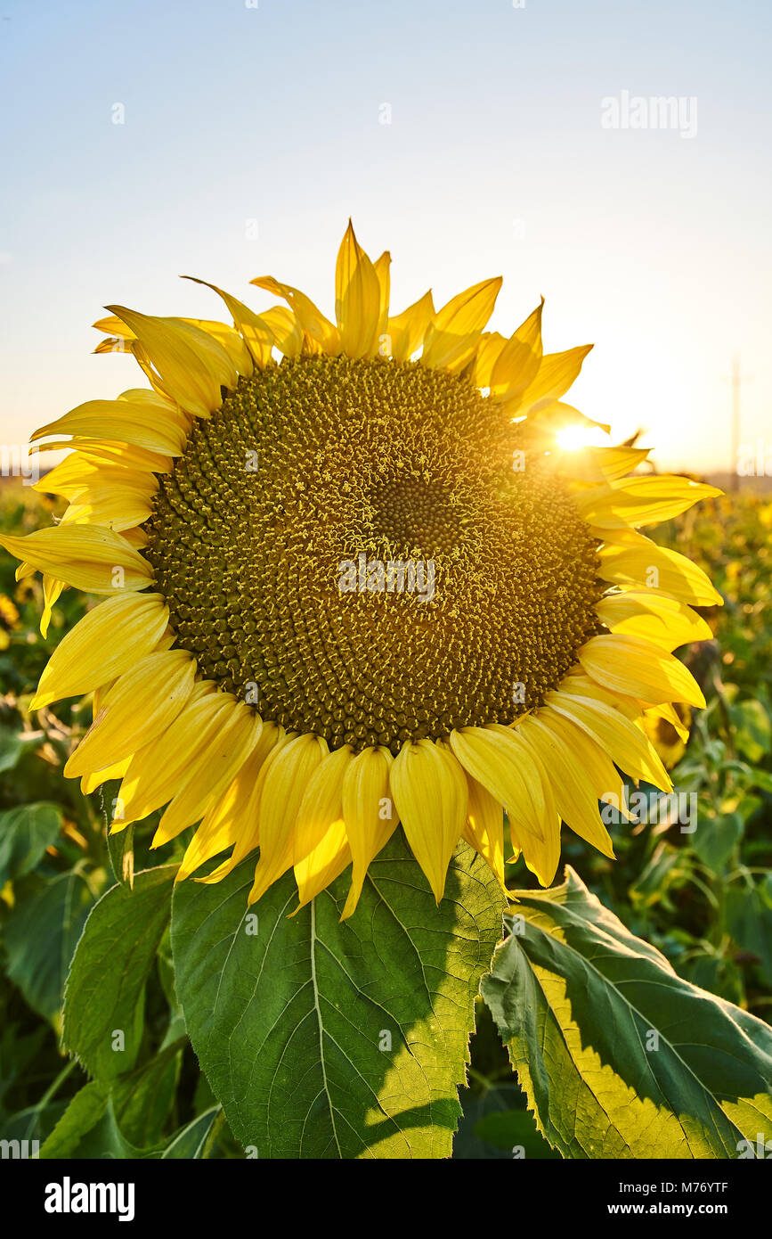 Sunflower in the setting sun golden flowers. Warm colours Stock Photo ...