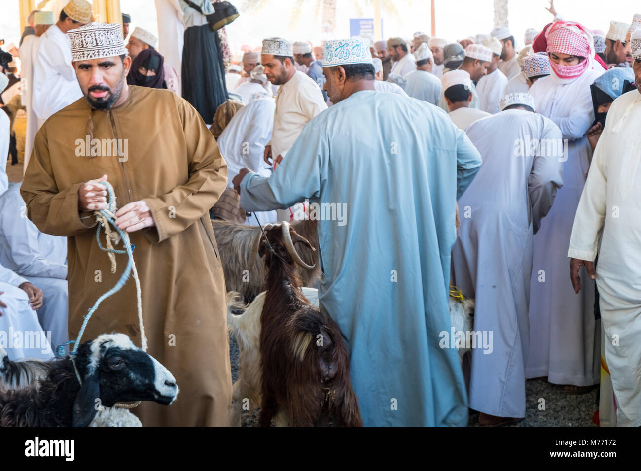 Livestock sheep goat nizwa oman hi-res stock photography and images - Alamy