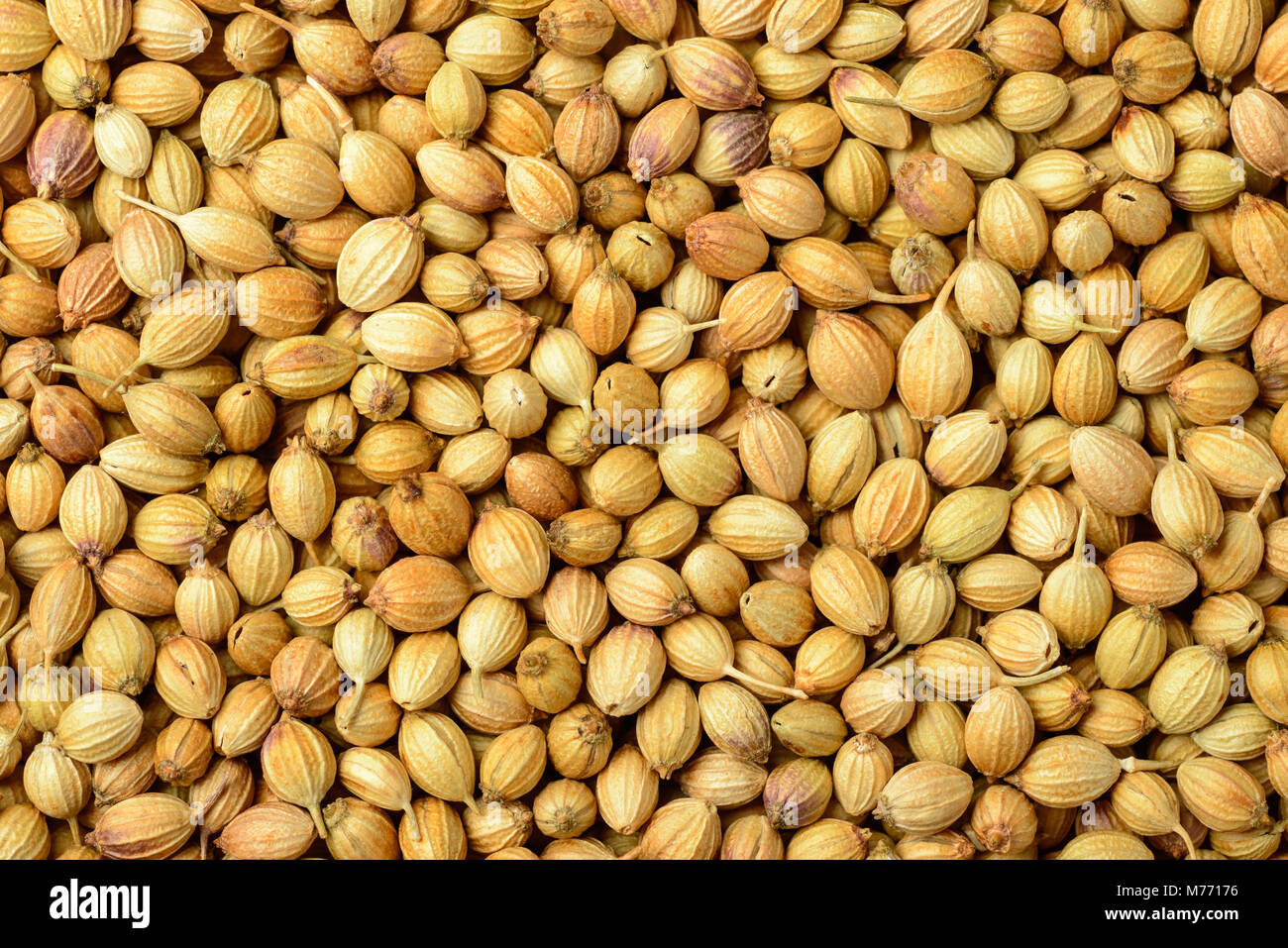 food background of dried yellow coriander seeds, top view Stock Photo ...