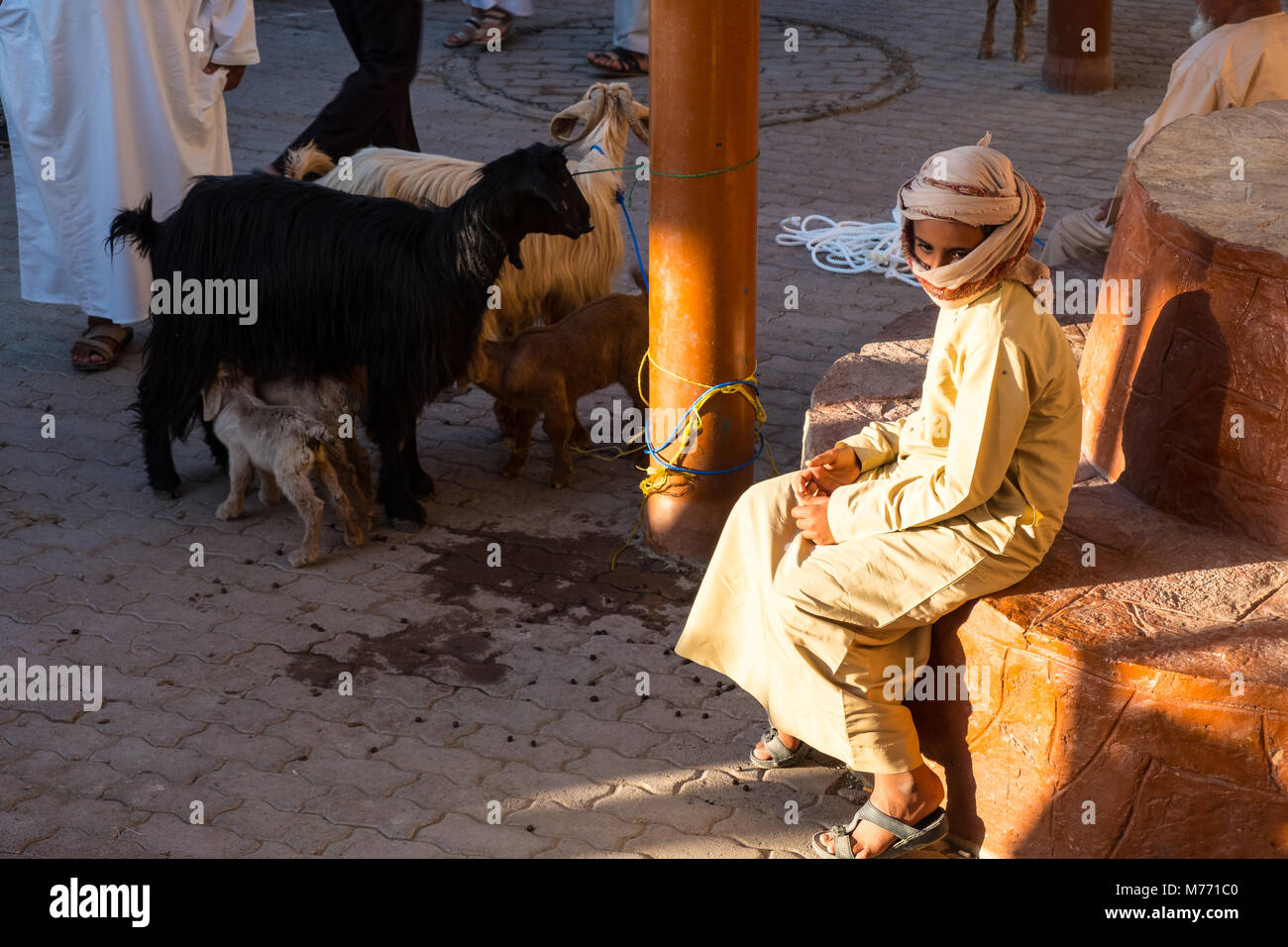 Livestock sheep goat nizwa oman hi-res stock photography and images - Alamy