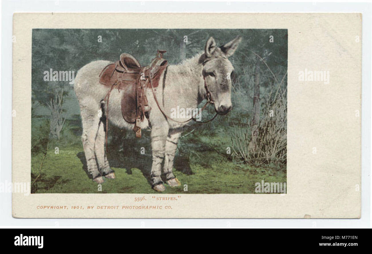 Stripes; donkey (NBY 428642 Stock Photo - Alamy