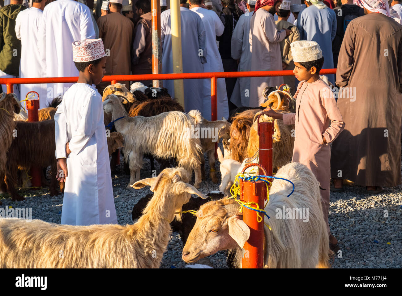 Scene on the Nizwa goat market, Nizwa, Sultanate of Oman Stock Photo ...