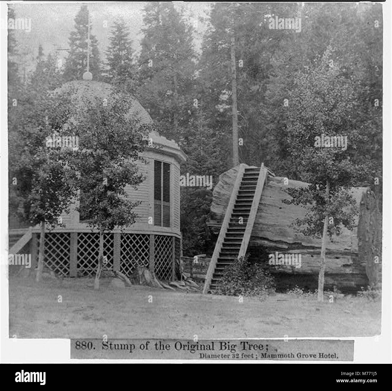 The image shows the stump of the original Big Tree in Mammoth Grove ...