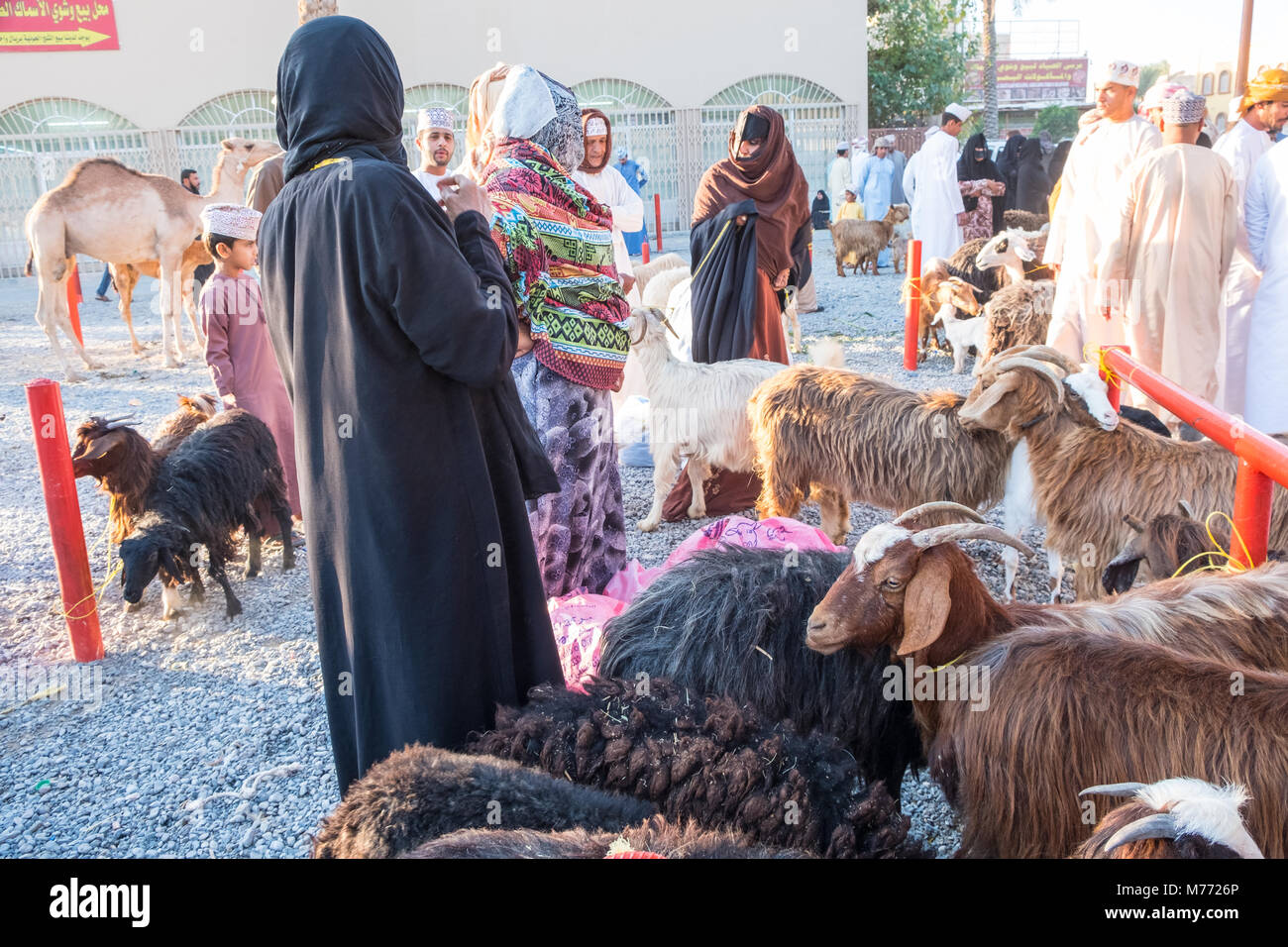 Scene on the Nizwa goat market, Nizwa, Sultanate of Oman Stock Photo ...