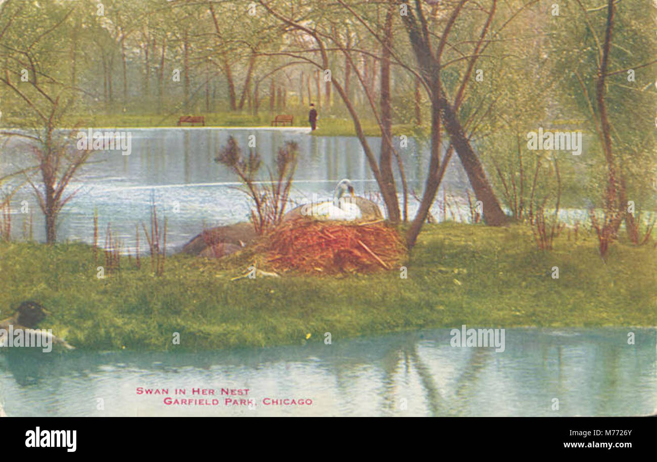A swan is shown nesting at Garfield Park, a well-known public park ...