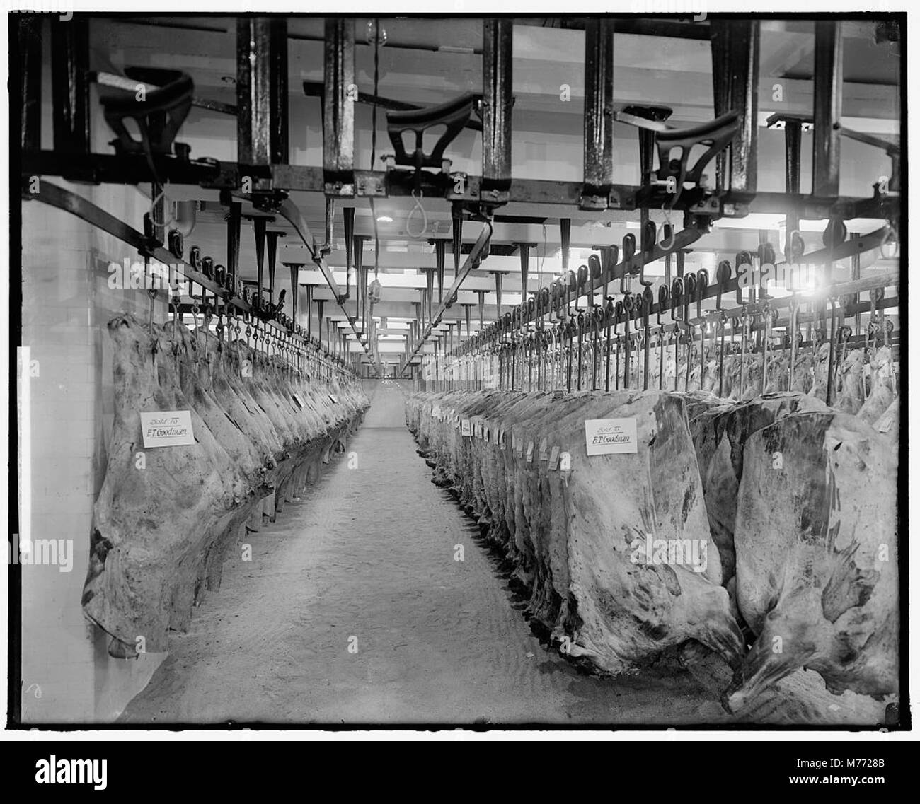 Swift and co hi-res stock photography and images - Alamy