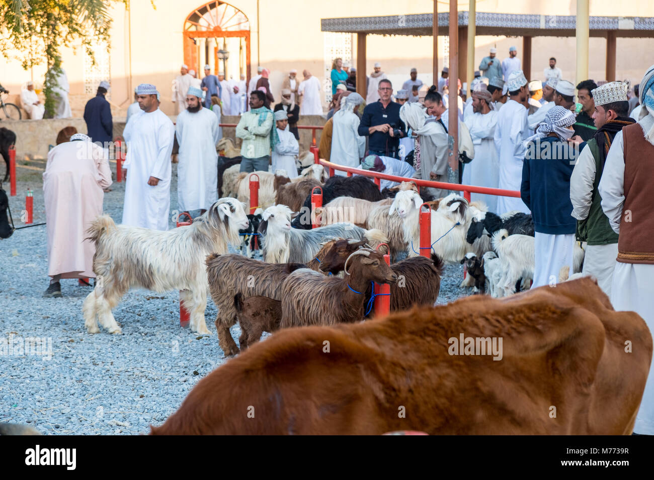 Livestock sheep goat nizwa oman hi-res stock photography and images - Alamy