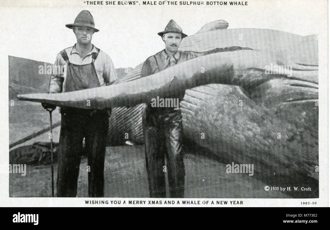 Sulphur bottom whale hi-res stock photography and images - Alamy