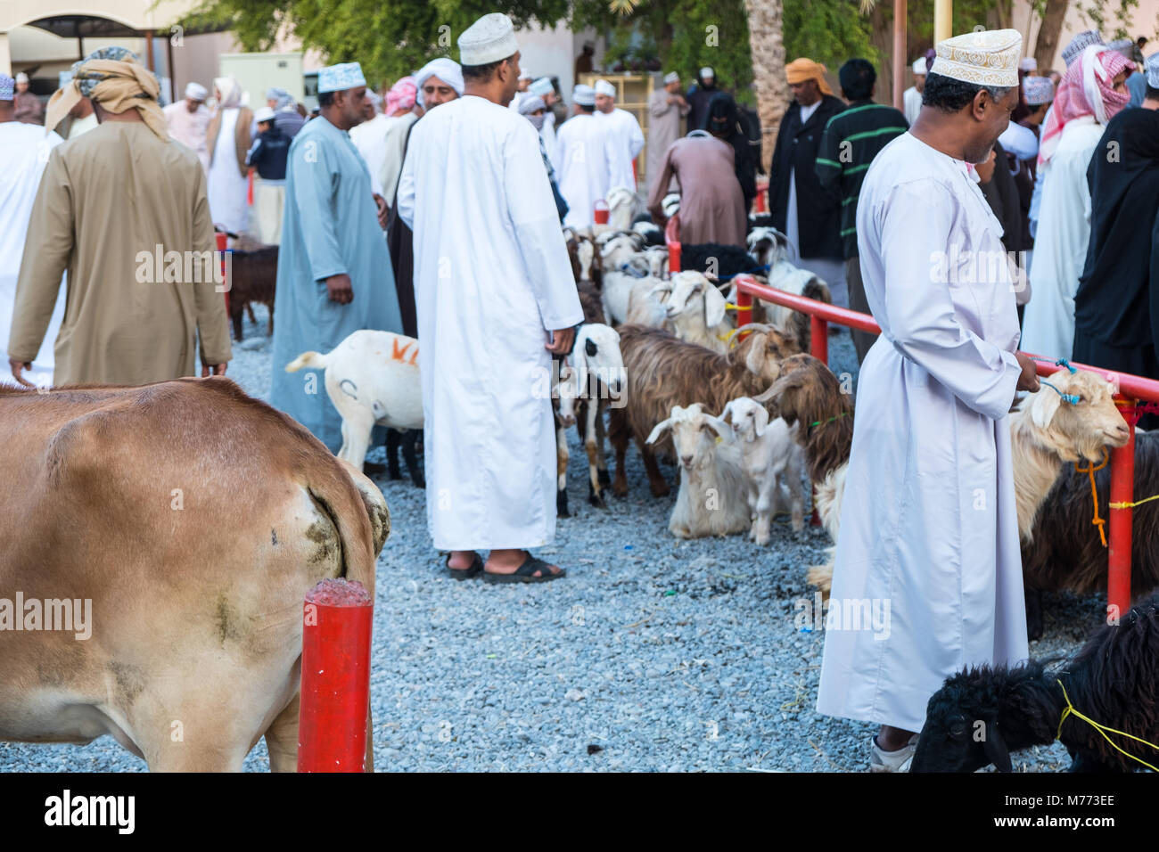 Livestock sheep goat nizwa oman hi-res stock photography and images - Alamy