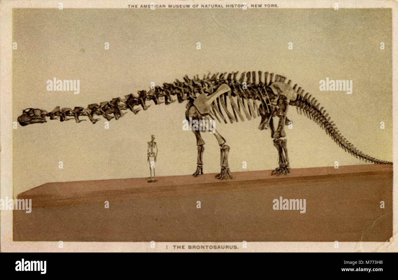 Brontosaurus hi-res stock photography and images - Alamy