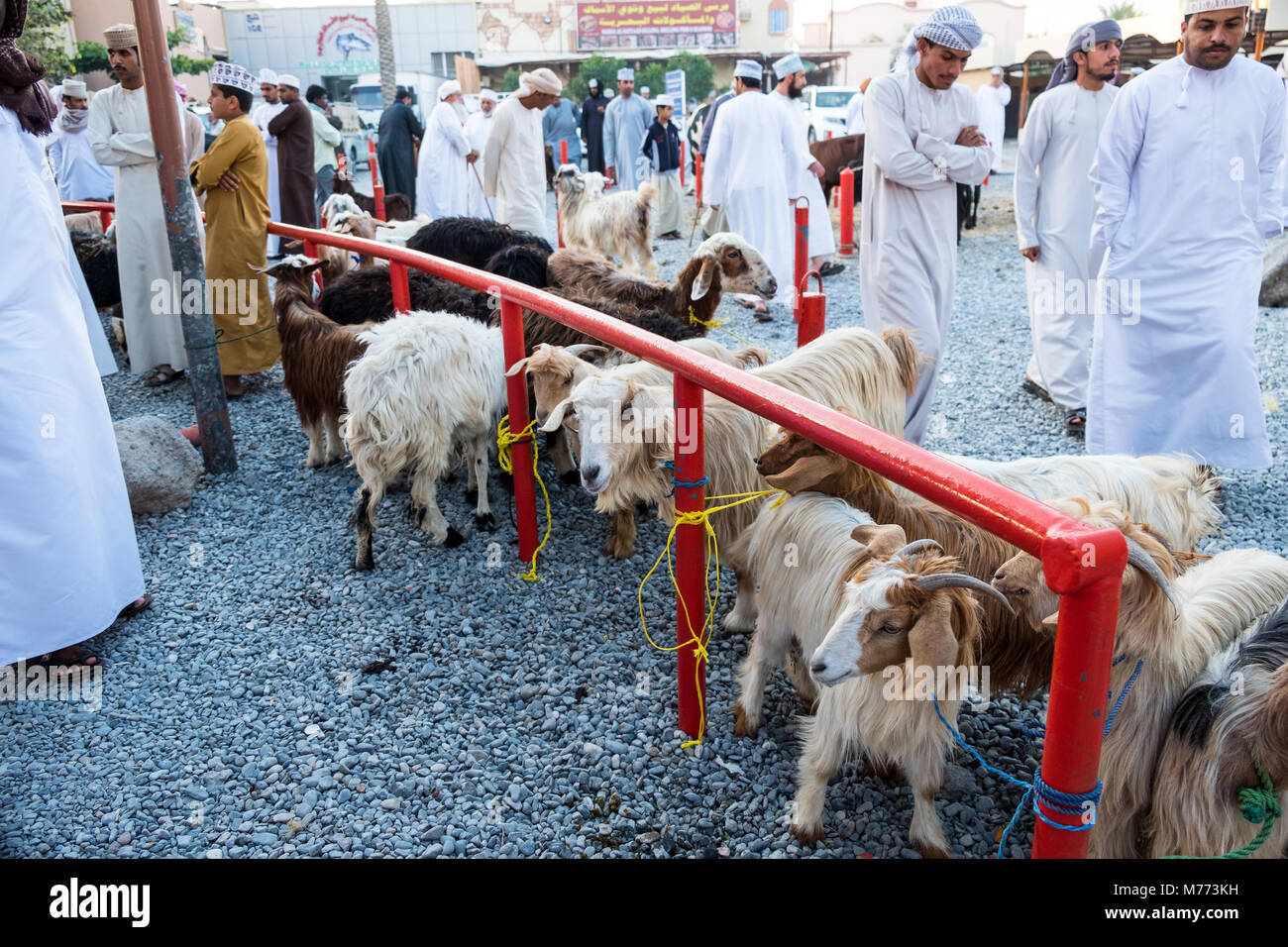 Scene on the Nizwa goat market, Nizwa, Sultanate of Oman Stock Photo ...
