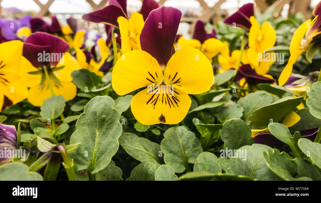 Viola blooms hi-res stock photography and images - Alamy