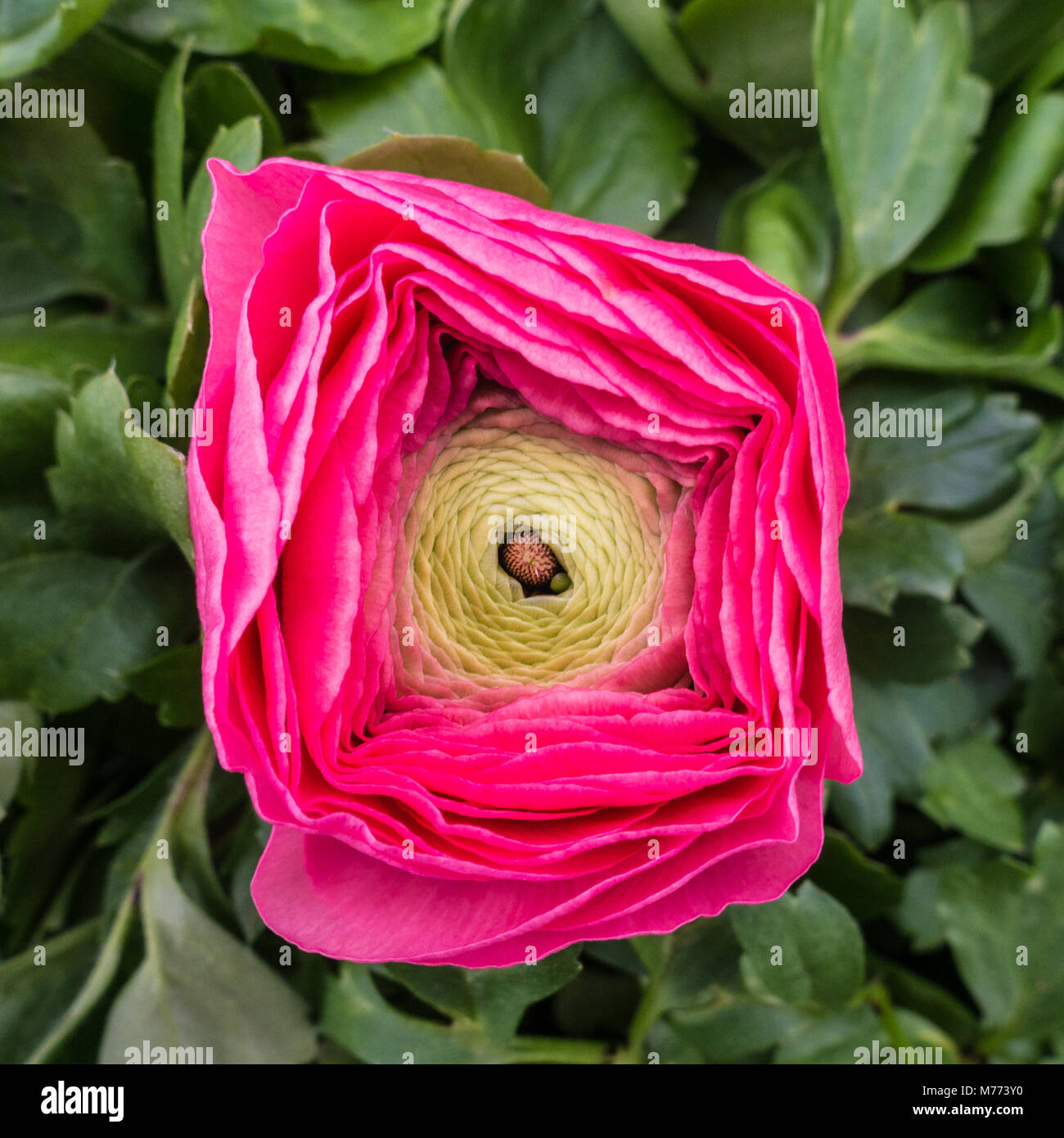 Ranunculus bloom hi-res stock photography and images - Alamy
