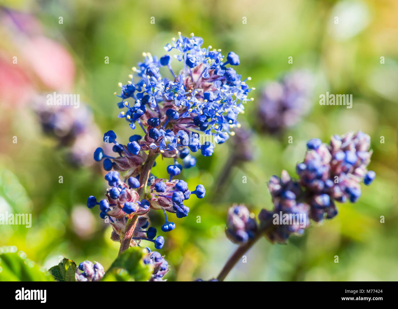 Blue blossom ceanothus hi-res stock photography and images - Alamy