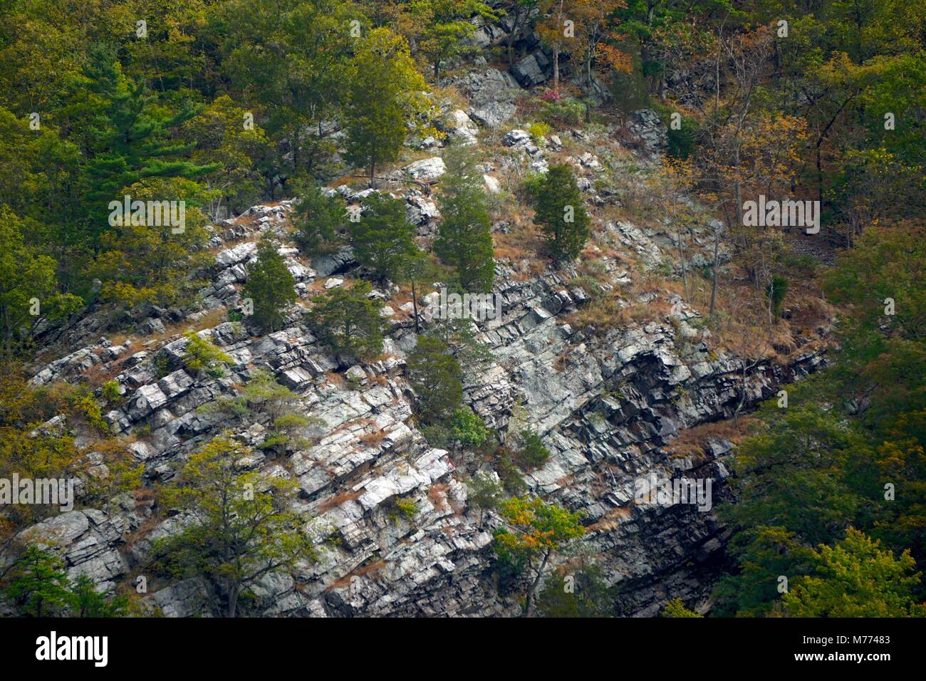 Trees and shrubs growing out of crevices in sedimentary rock on Mt ...
