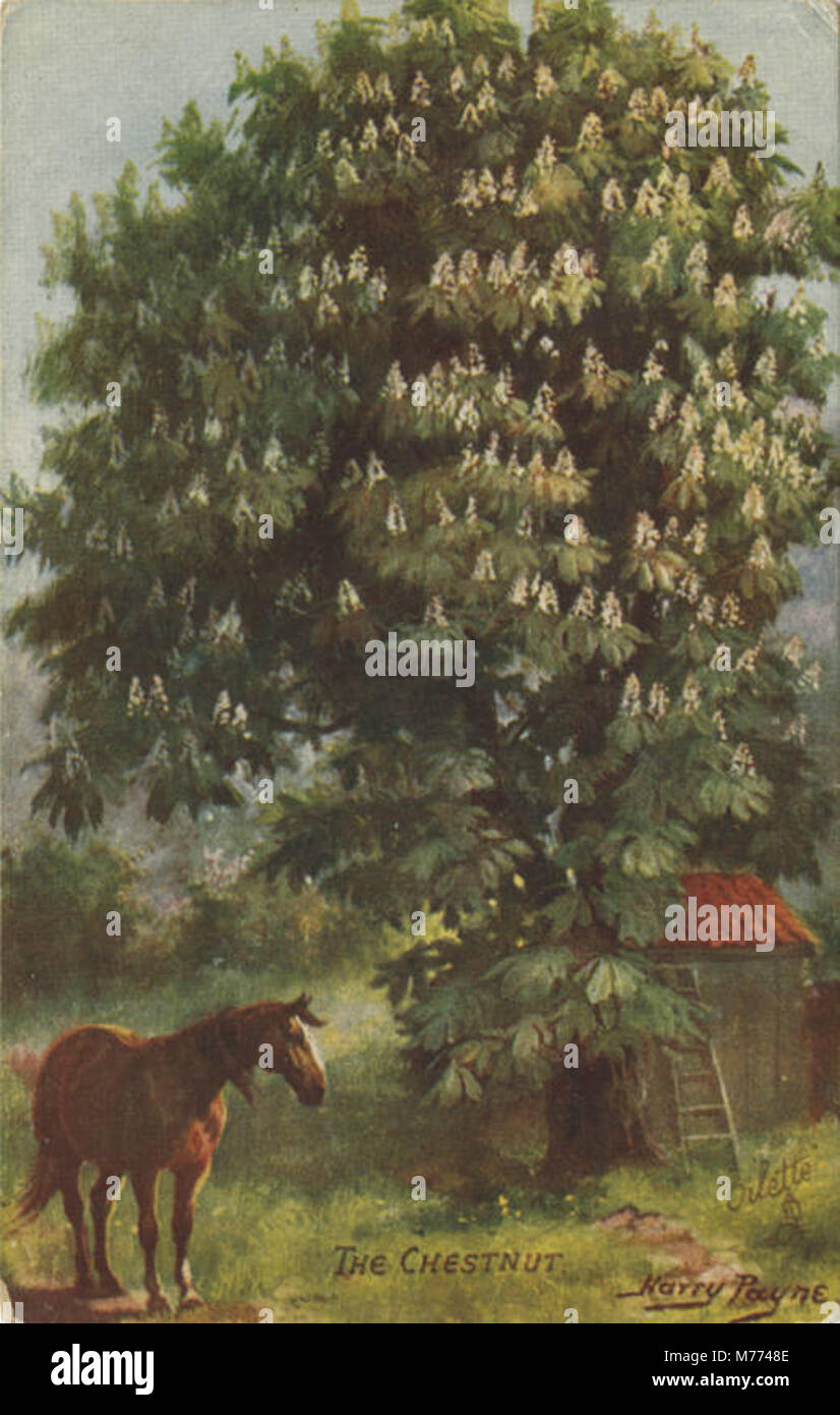 An image depicting a chestnut tree, emphasizing its characteristics ...