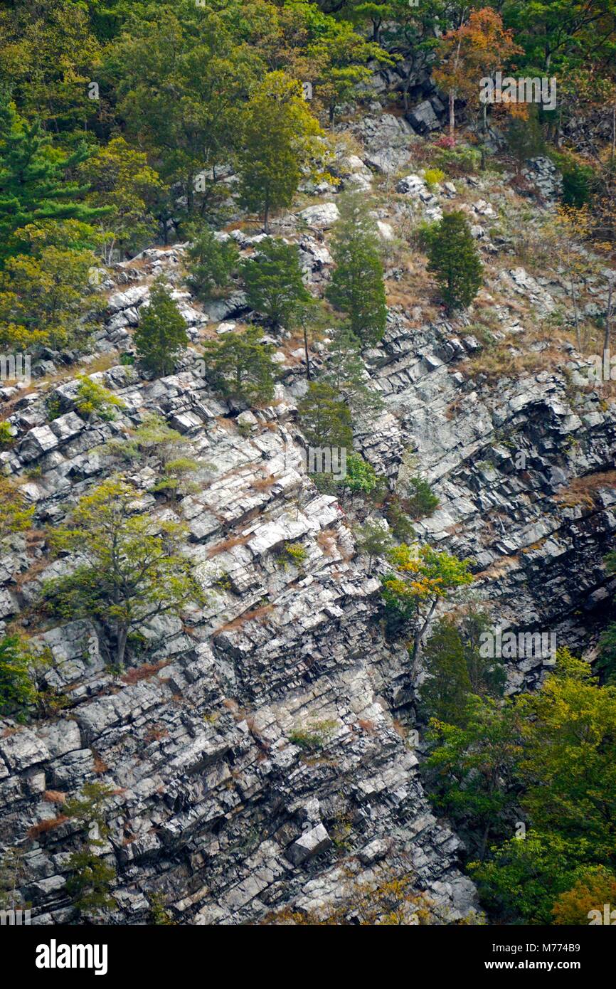 Trees and shrubs growing out of crevices in sedimentary rock on Mt ...