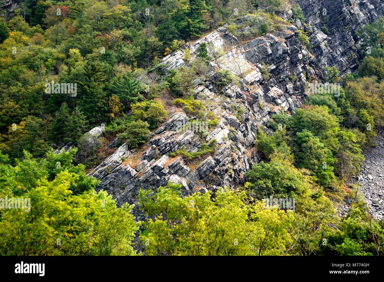 Trees and shrubs growing out of crevices in sedimentary rock on Mt ...