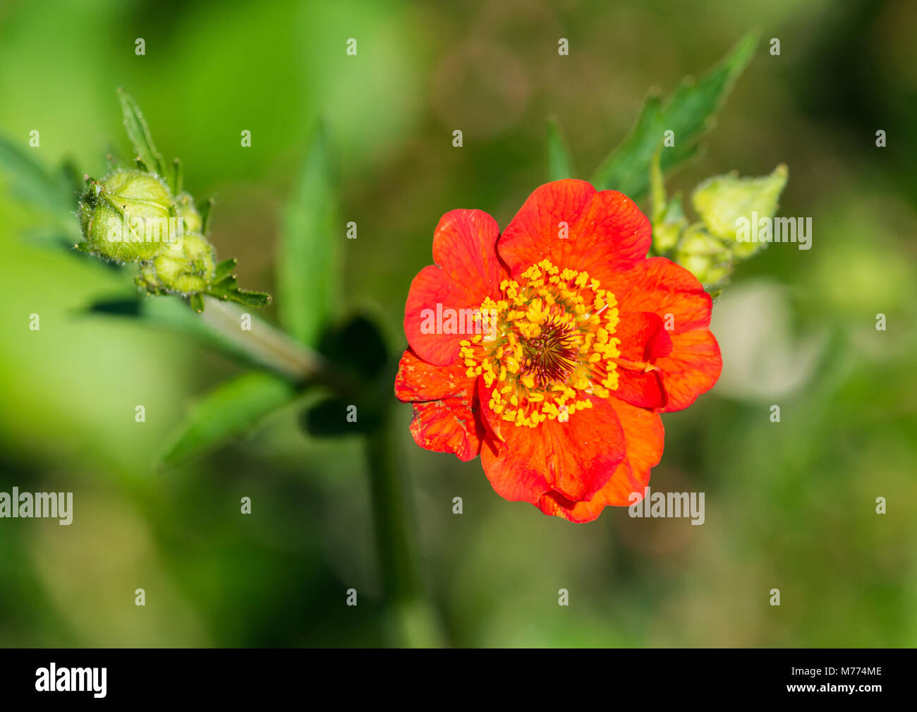 A macro shot of a bright red geum bloom Stock Photo - Alamy