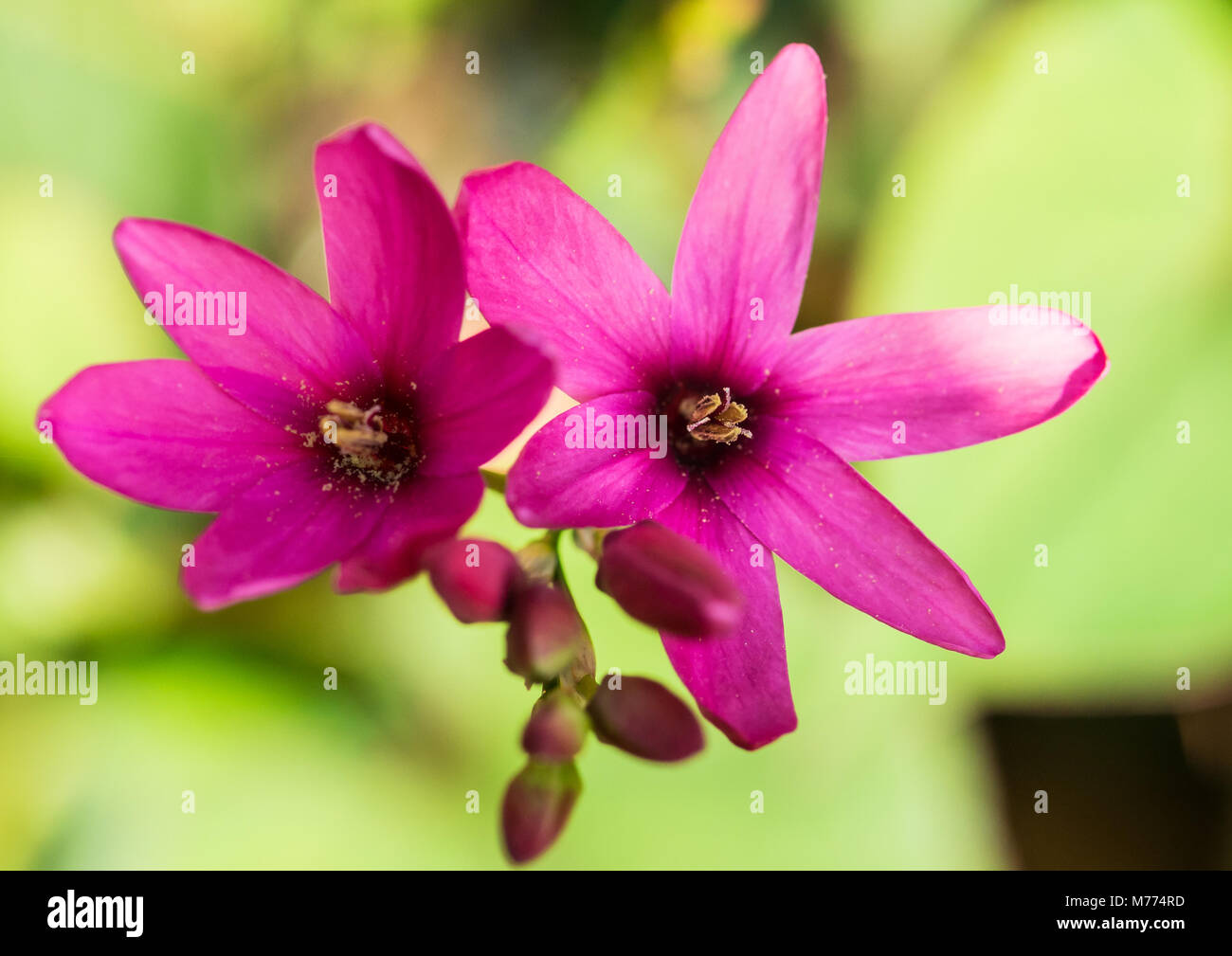 Ixia flower hi-res stock photography and images - Alamy