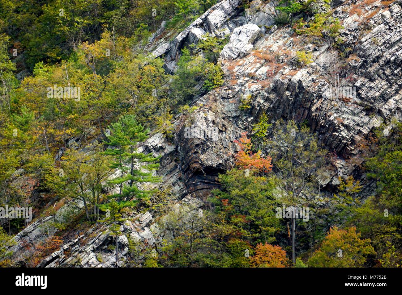 Trees and shrubs growing out of crevices in sedimentary rock on Mt ...