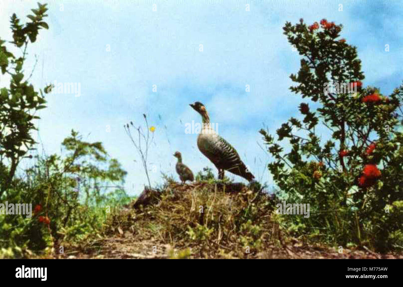 The Hawaiian goose, also known as the nene, was once abundant on the ...