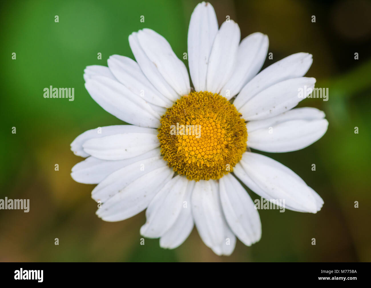 Oxeye daisy flower close shot hi-res stock photography and images - Alamy