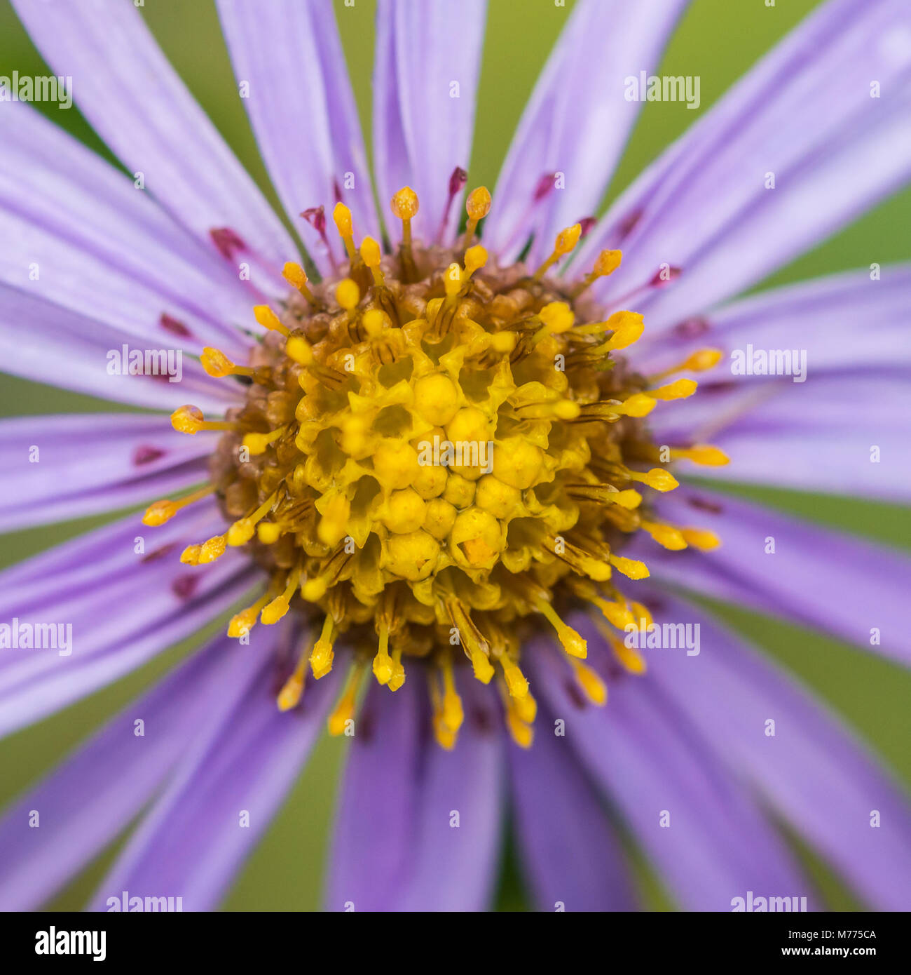 A macro shot of a blue aster bloom with a yellow centre Stock Photo - Alamy
