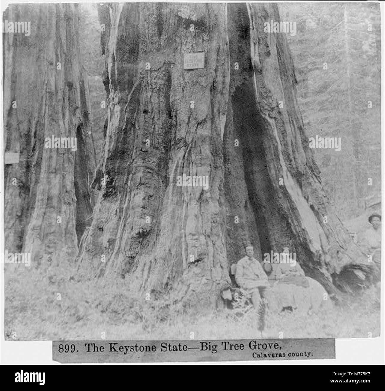 The Big Tree Grove in Calaveras County, California, part of the famous ...