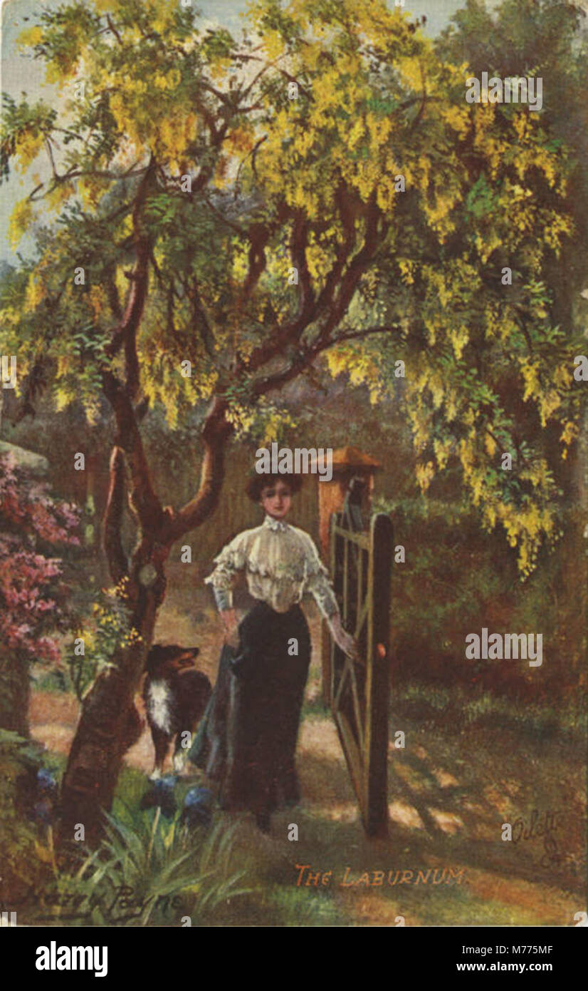 A photograph showcasing a Laburnum tree in full bloom, highlighting its ...