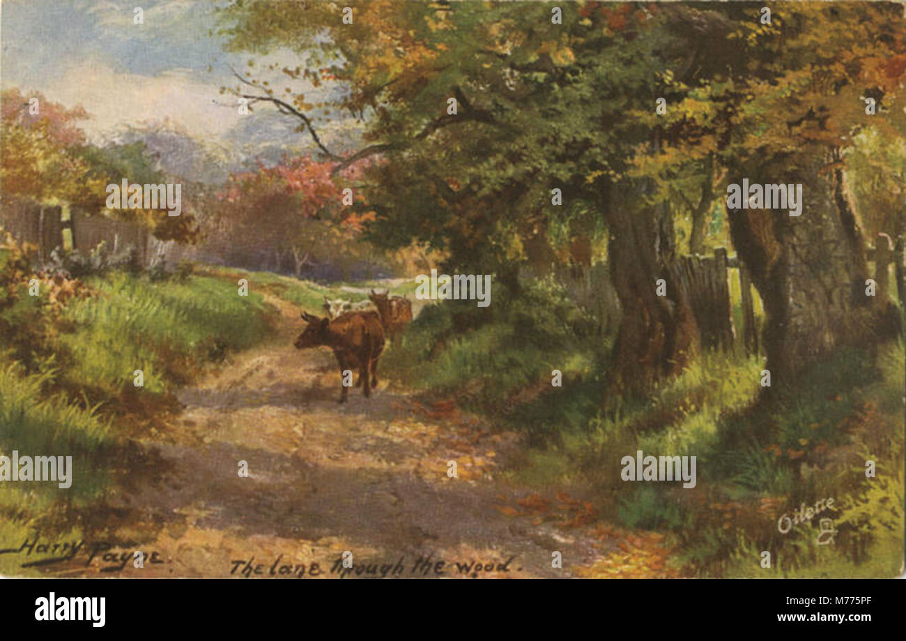A scenic photograph of a wooded lane, capturing the natural beauty of ...