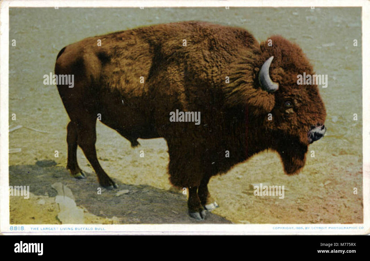 This image features the largest living buffalo bull, showcasing the ...