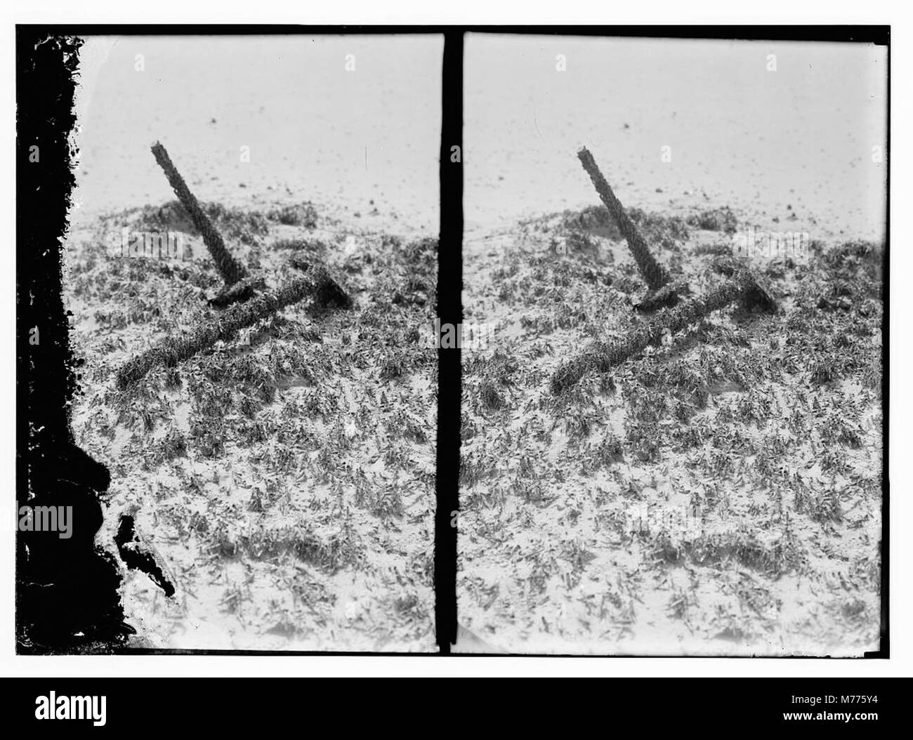 Locust plague illustration hi-res stock photography and images - Alamy