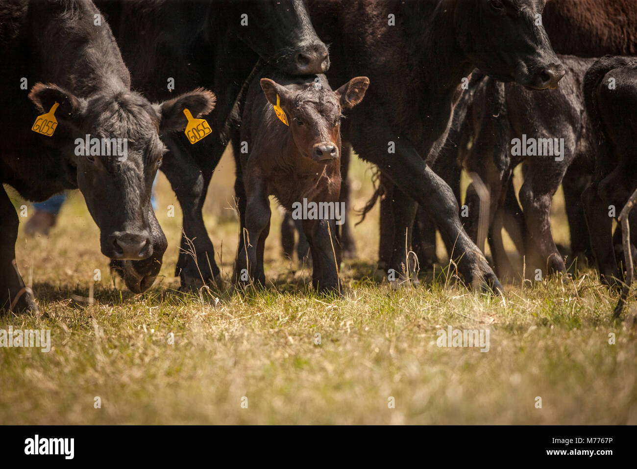 cows and calves Stock Photo - Alamy