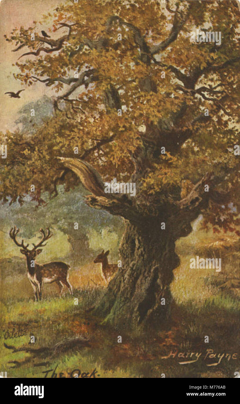 This image shows a prominent oak tree, captured under catalog number ...