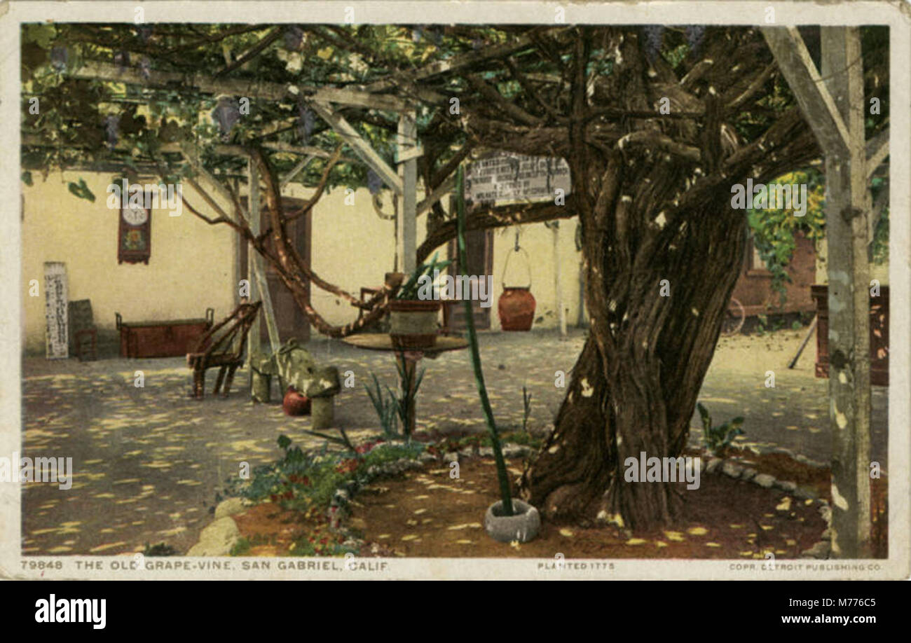 An image of 'The Old Grape Vine,' a vine planted in 1775, recognized ...
