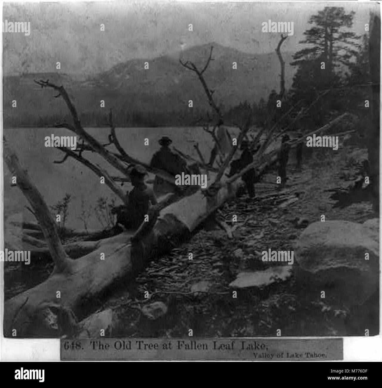This image features the iconic Old Tree at Fallen Leaf Lake, located in ...