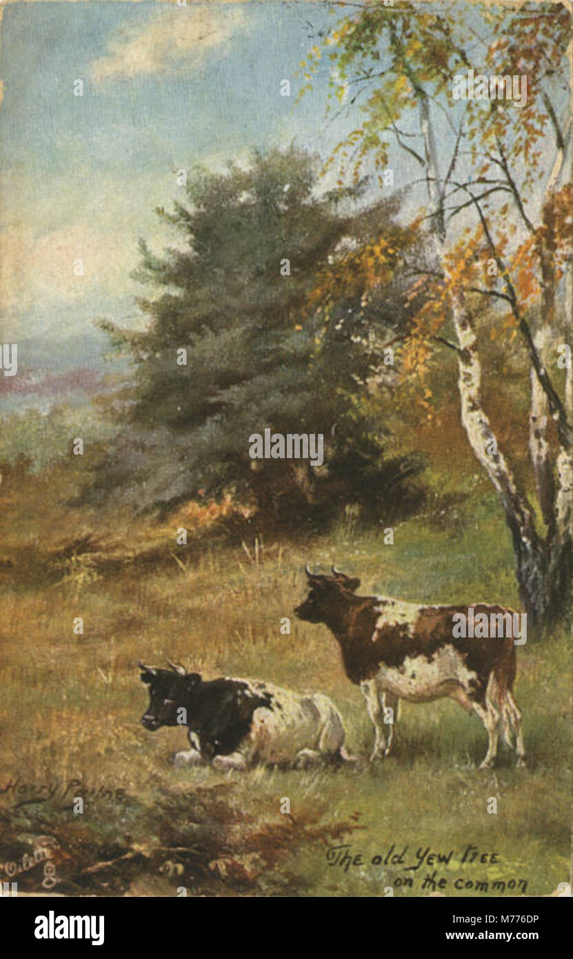 This image depicts the Old Yew Tree located on a common, showcasing its ...