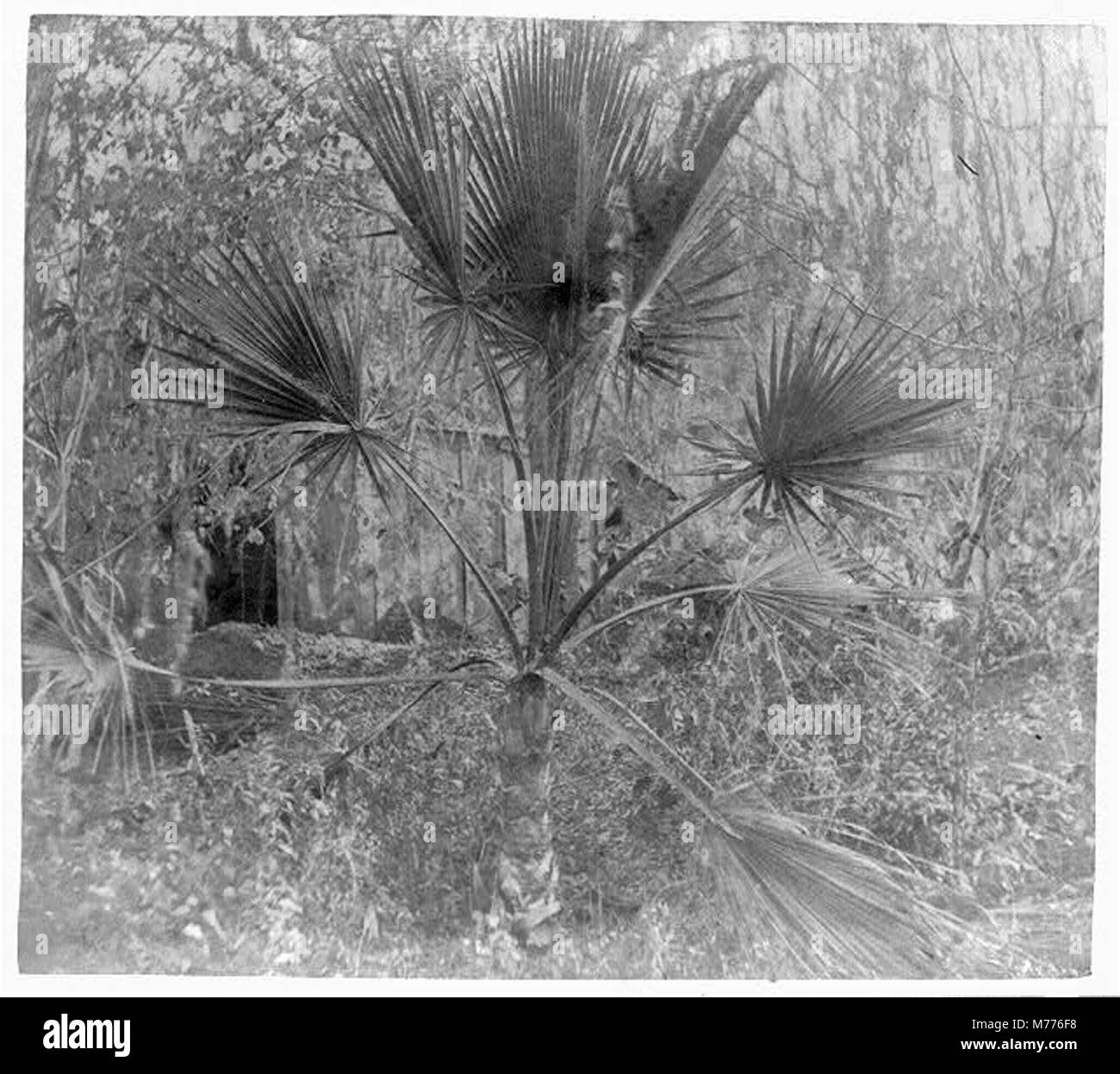 The palmetto tree, a symbol of the southeastern United States, is known ...